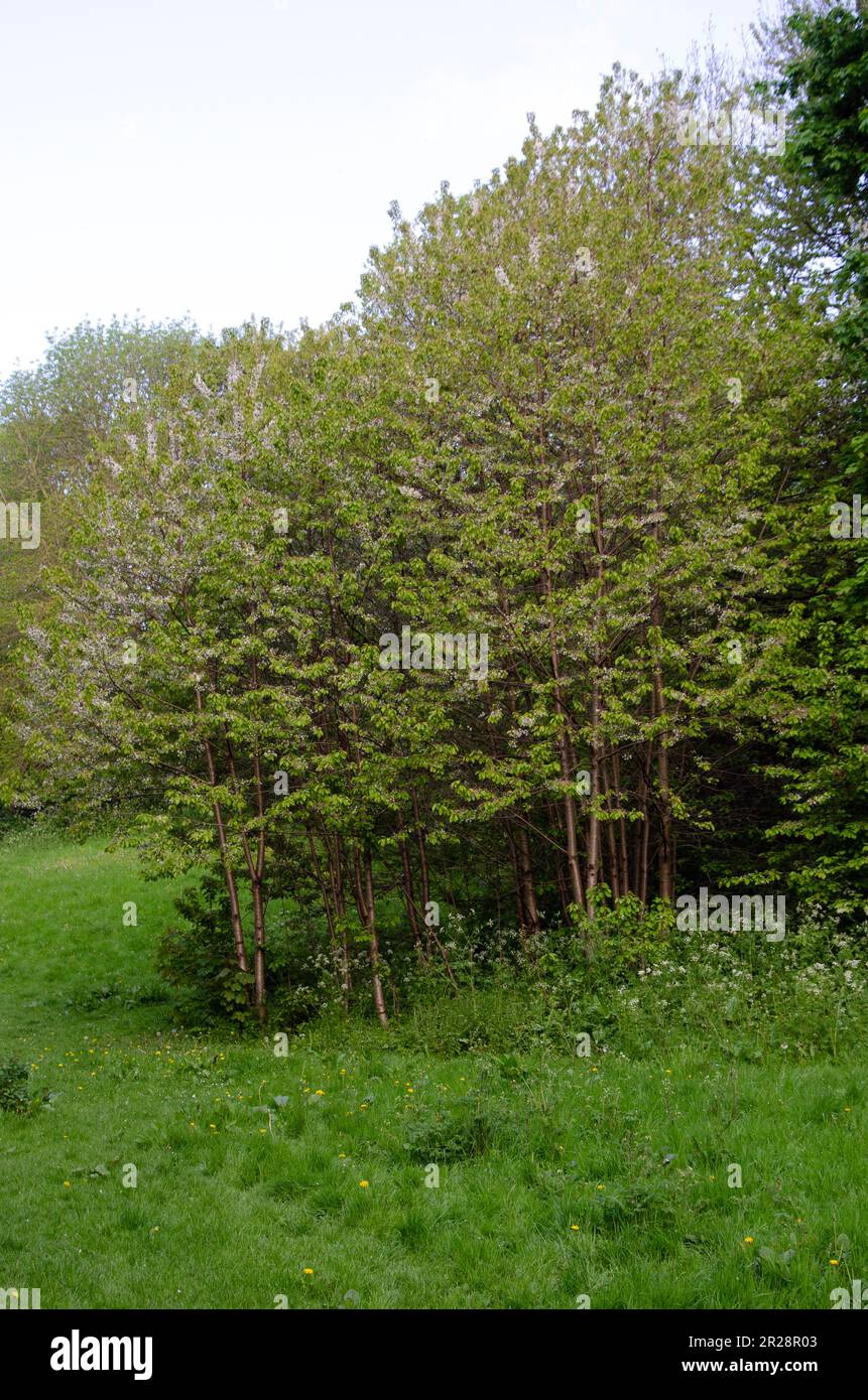 Sweet cherry tree, prunus avium. Image of whole tree Stock Photo - Alamy