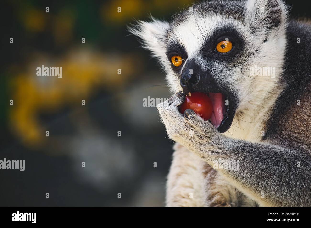 Close-up head-shot portrait of a ring-tailed lemur with furry ears ...