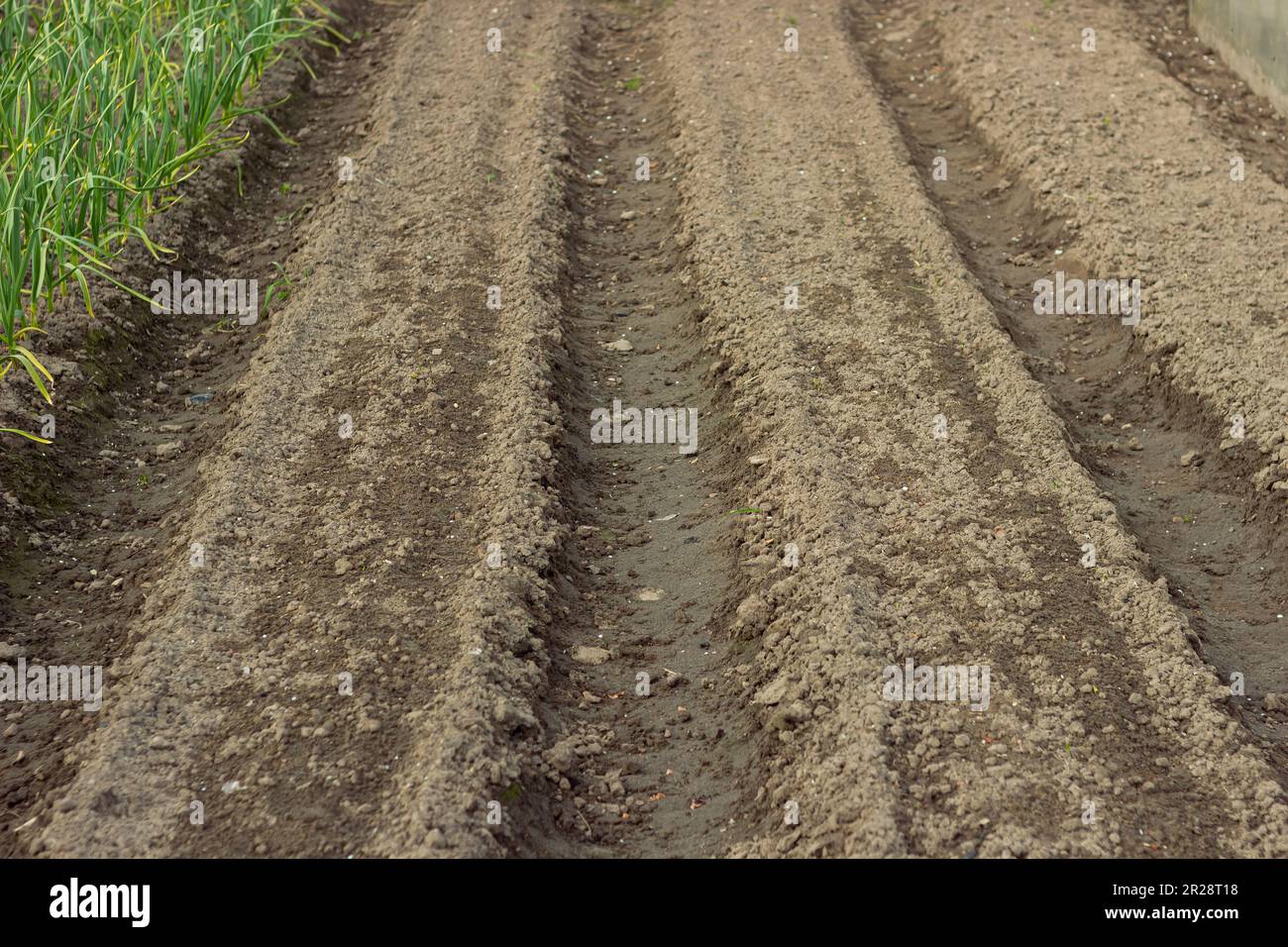Beautiful vegetable garden with greenhouses potato beds and black soil ...