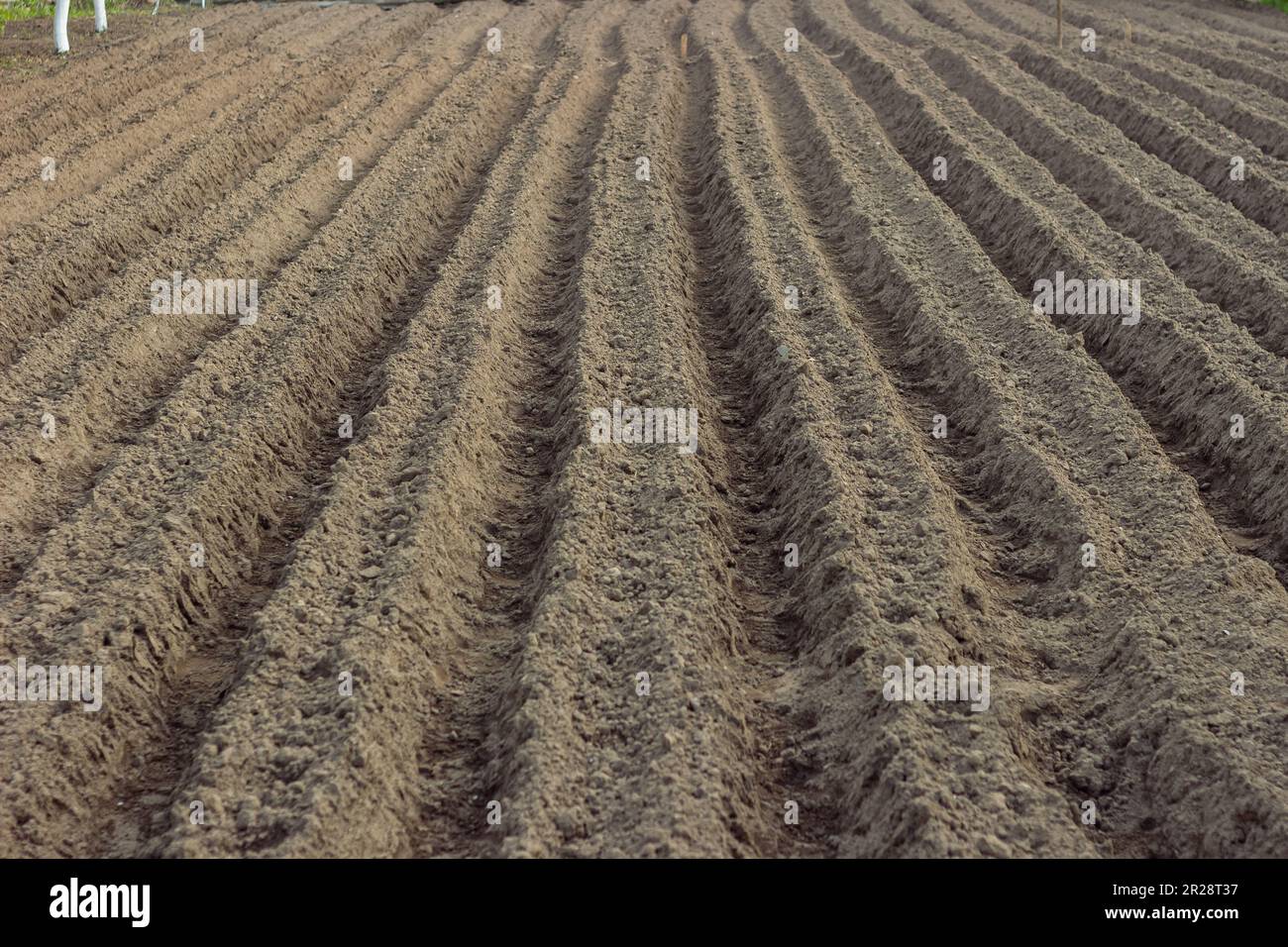 Beautiful vegetable garden with greenhouses potato beds and black soil ...
