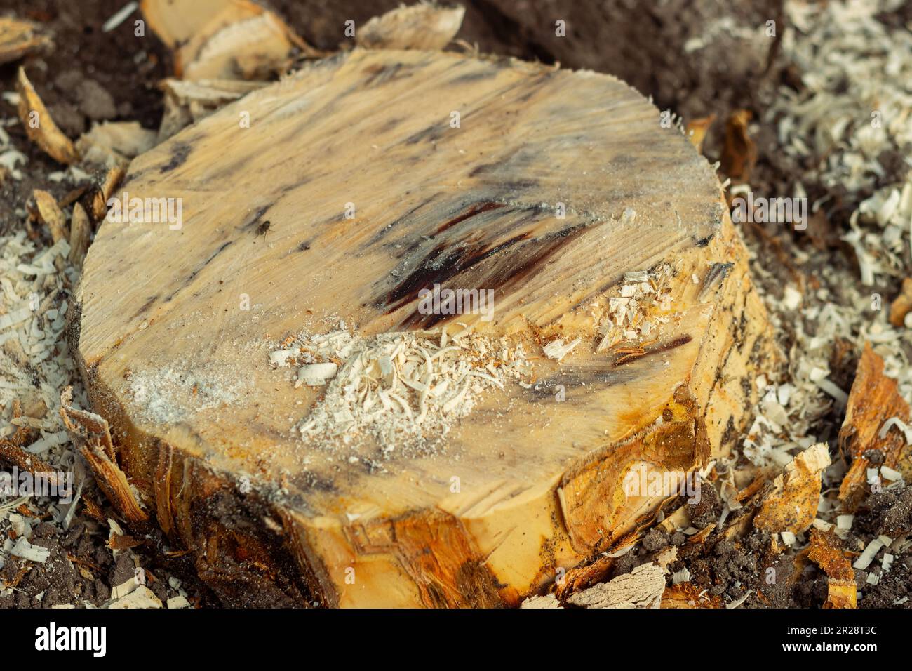 Freshly Cut Tree Stump From Above Abstract resinous texture of tree ...