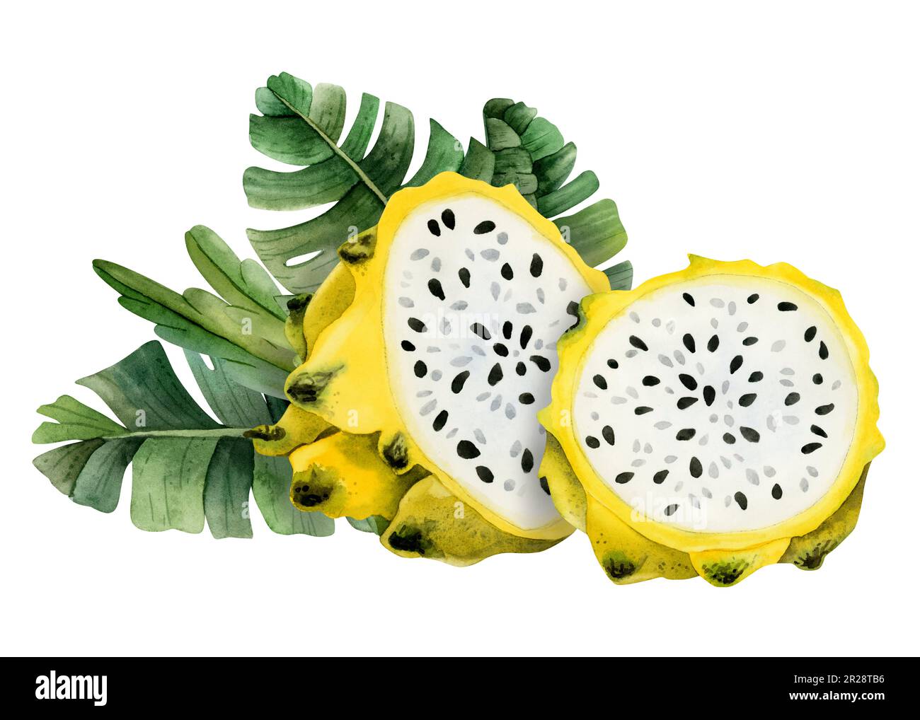 Yellow dragon fruit half and slice with tropical palm leaves watercolor ...