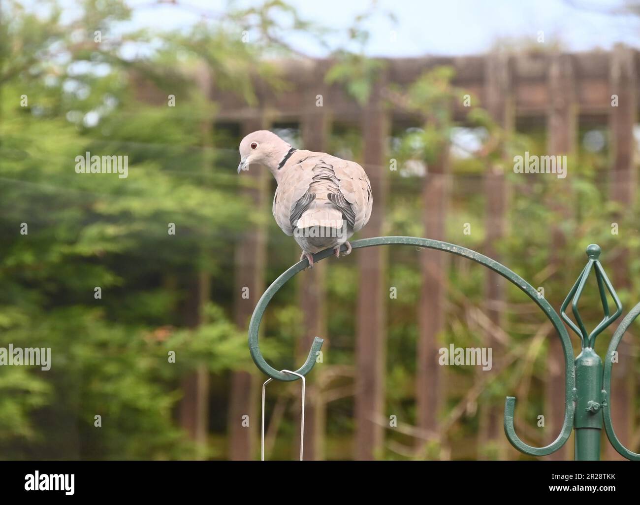 A collared dove on a bird feeder frame Stock Photo - Alamy