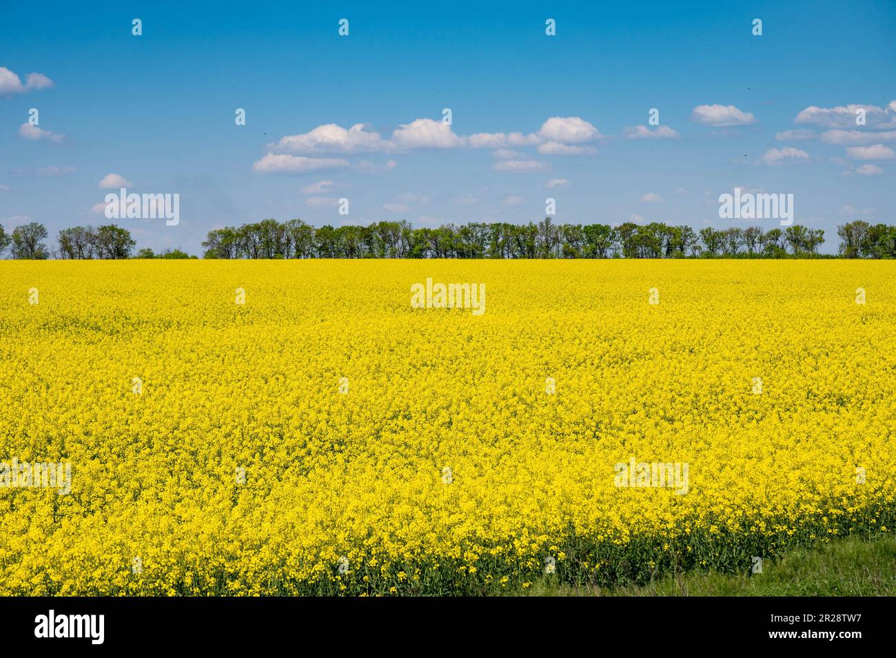 Ukraine. 12th May, 2023. Mustard seed field located in the Kharkiv ...