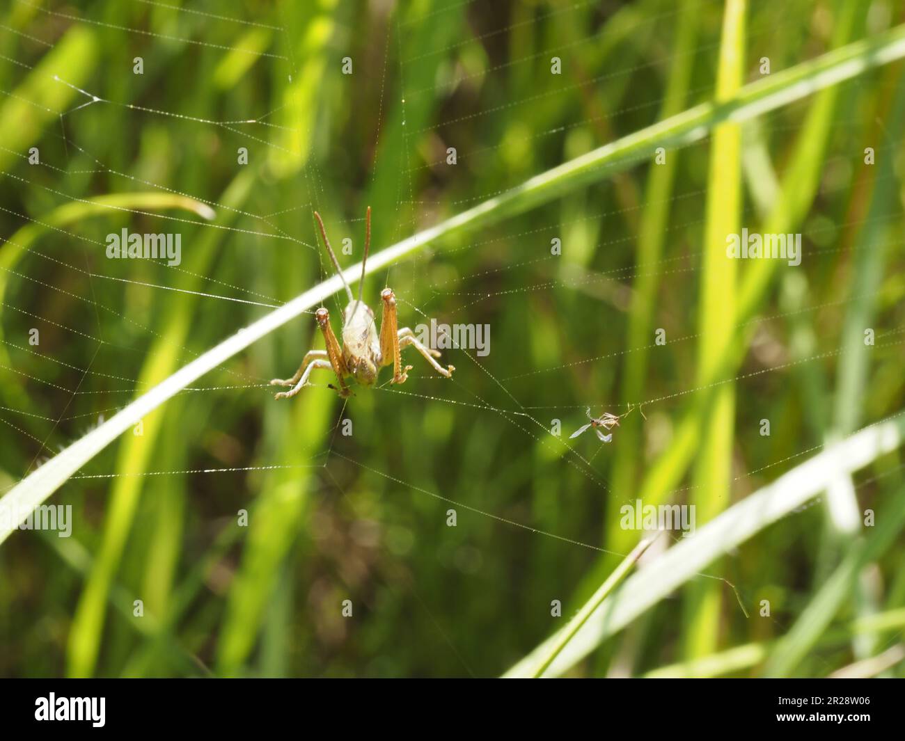 A cross spider is catching a fly Stock Photo - Alamy