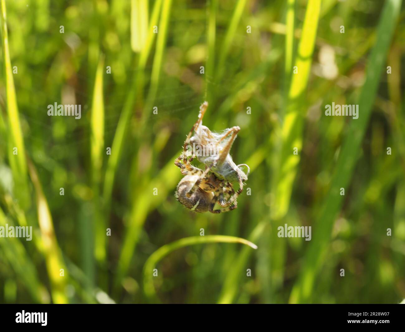 A cross spider is catching a fly Stock Photo - Alamy