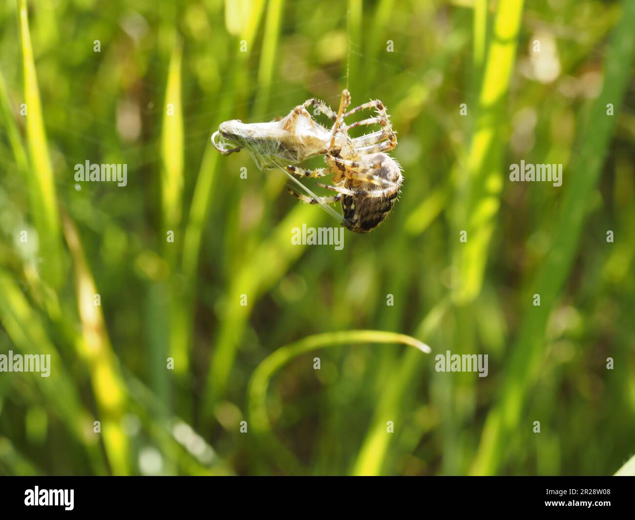 A cross spider is catching a fly Stock Photo - Alamy
