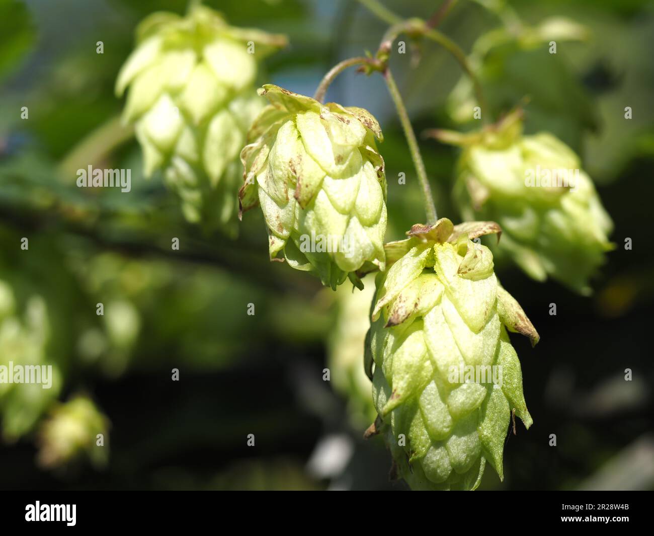 Hopplant hi-res stock photography and images - Alamy