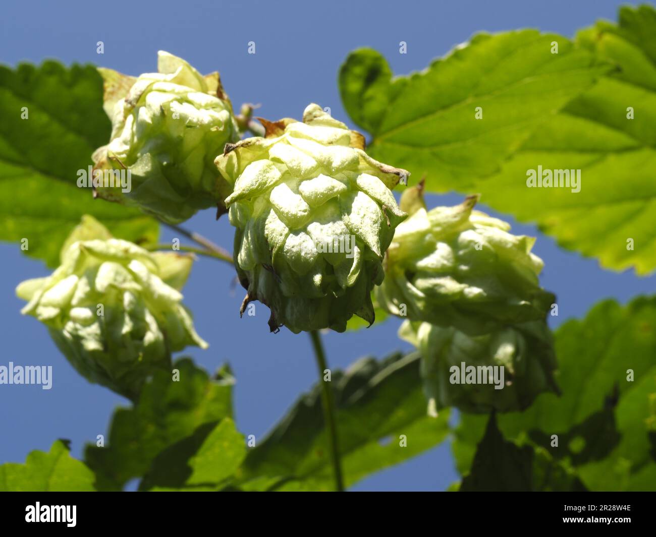 Hopplant hi-res stock photography and images - Alamy