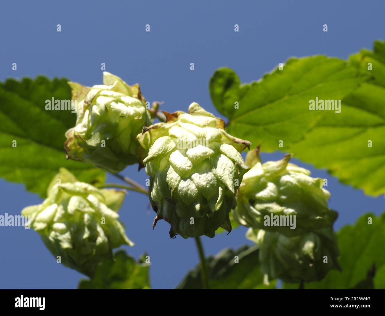 Hopplant hi-res stock photography and images - Alamy