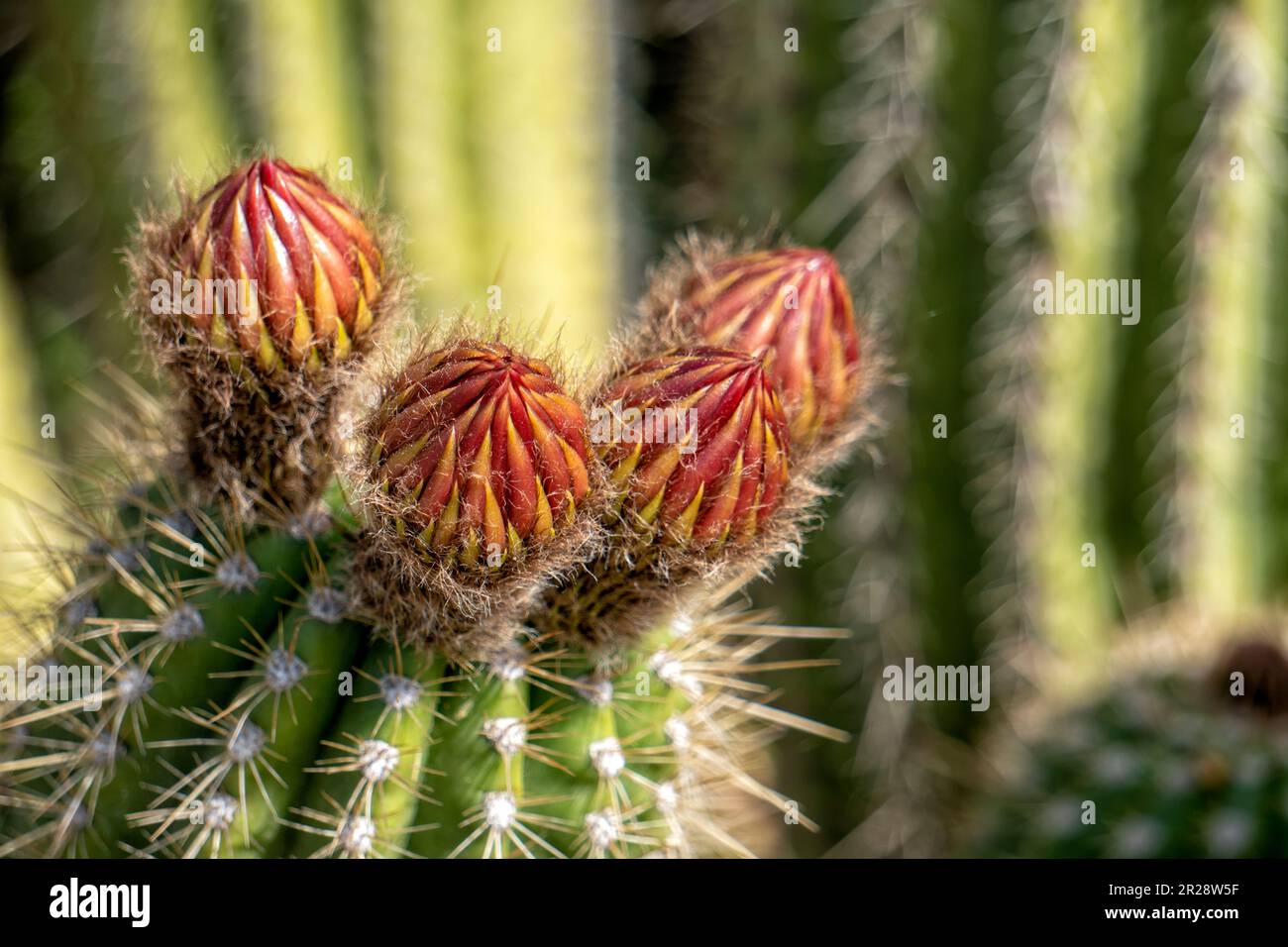 Close up of cactus buds Stock Photo - Alamy