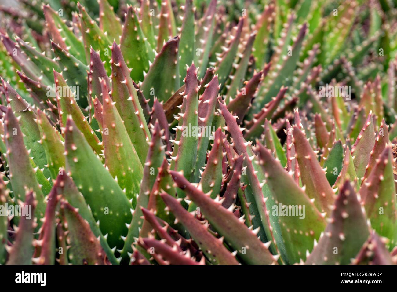 Sharp spiny leaves aloe plant hi-res stock photography and images - Alamy