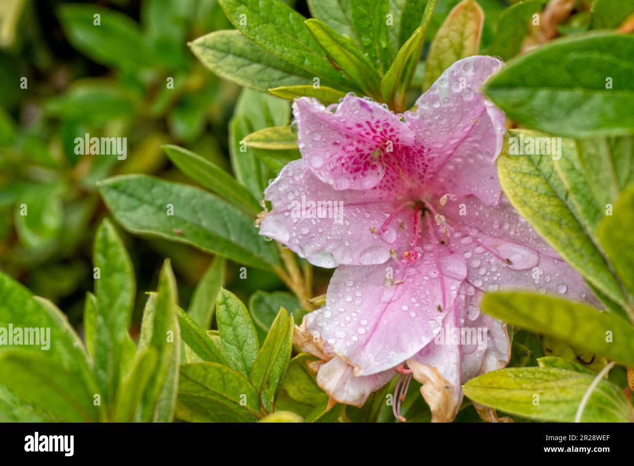 Flower after rain hi-res stock photography and images - Alamy