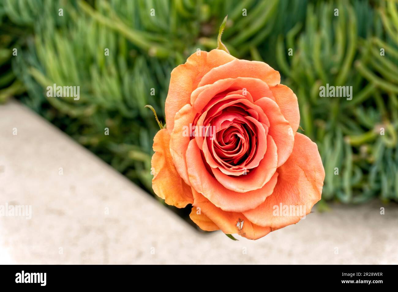 Peach color rose hi-res stock photography and images - Alamy