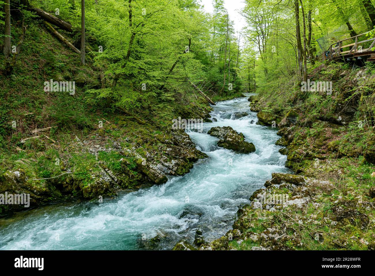 the vintgar gorge in Solvenia, a nature park with waterfalls and green ...