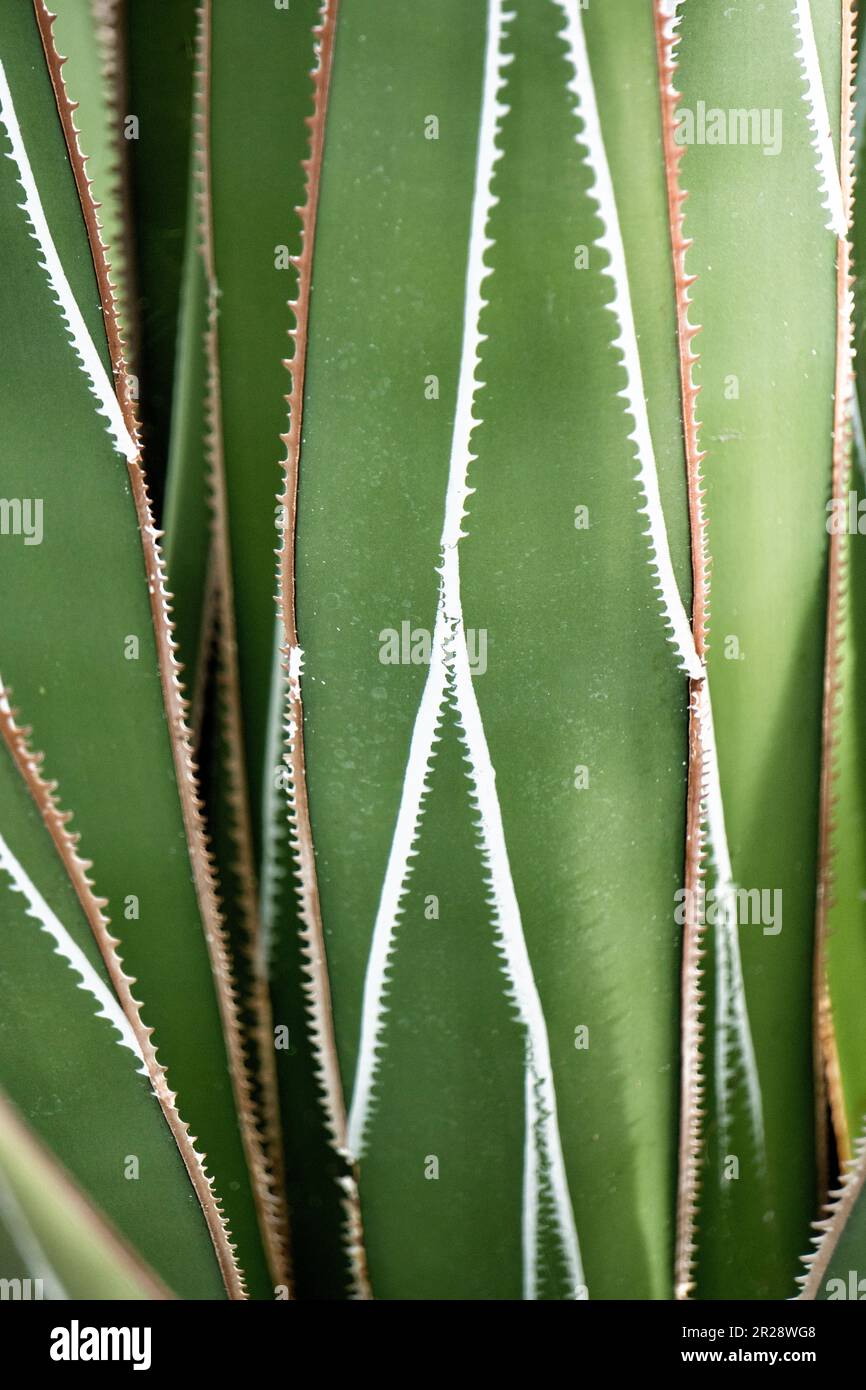 Herb stem plant texture detail hi-res stock photography and images - Alamy