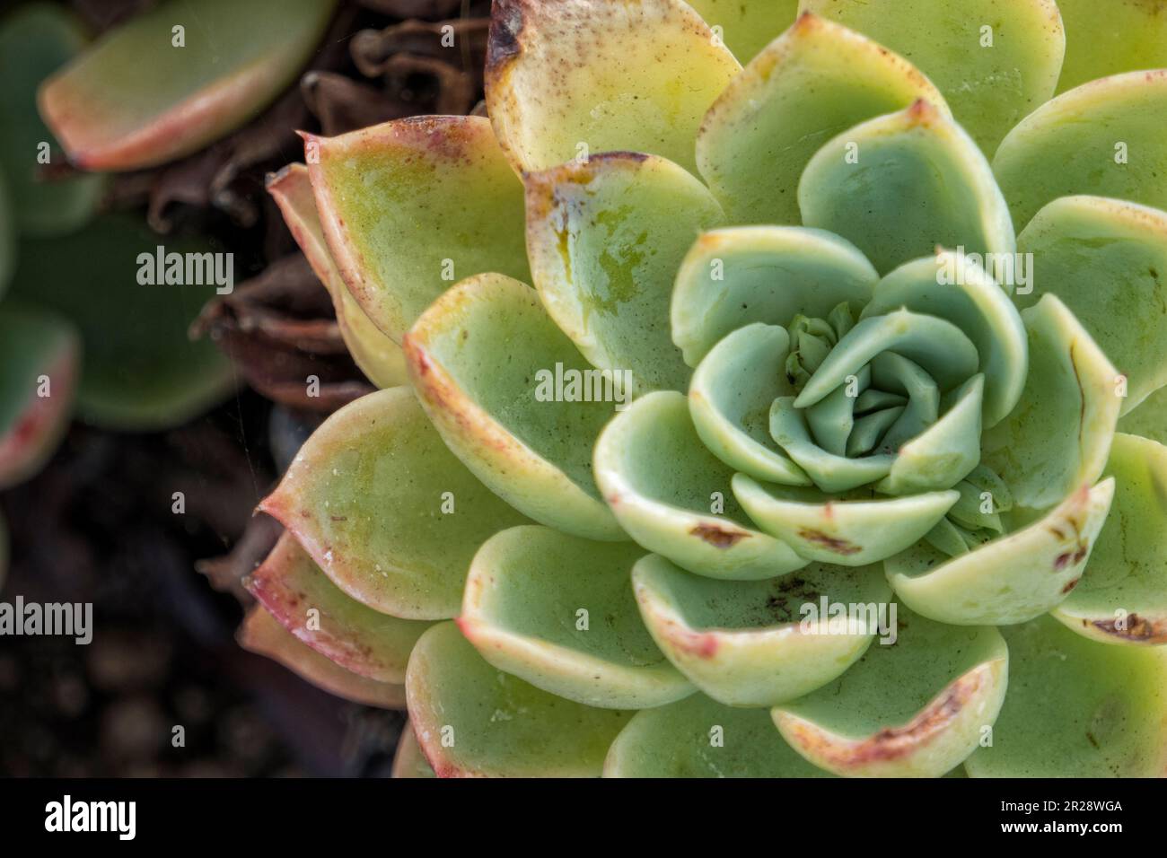 Aloe vera wallpaper hi-res stock photography and images - Alamy