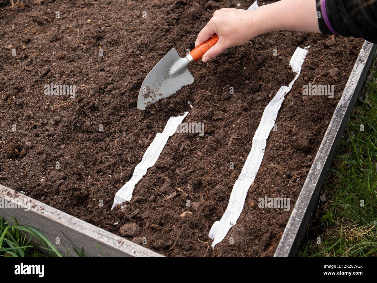 People growing salad plants in home garden raised garden bed in spring ...