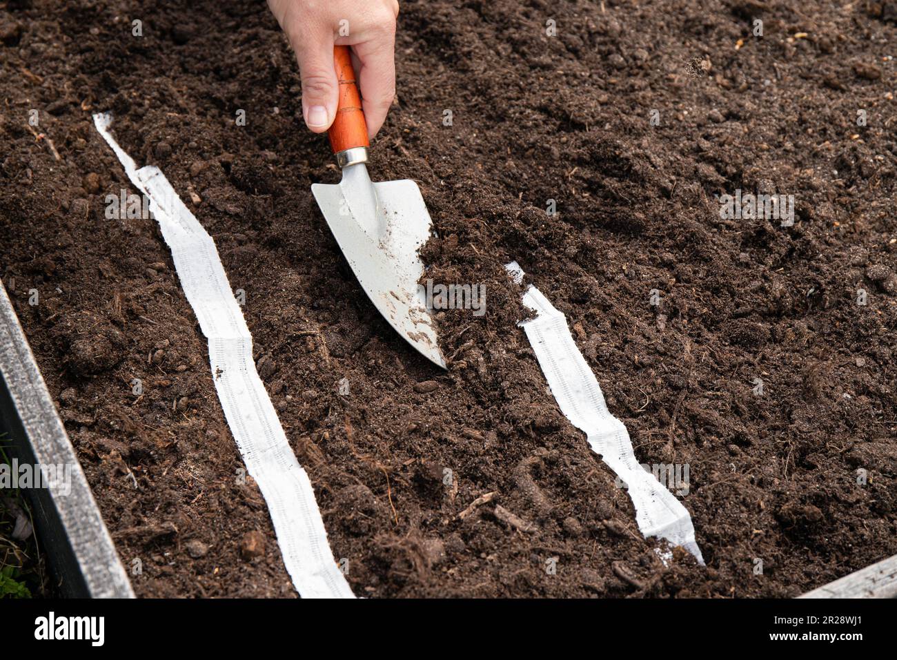 People growing salad plants in home garden raised garden bed in spring ...