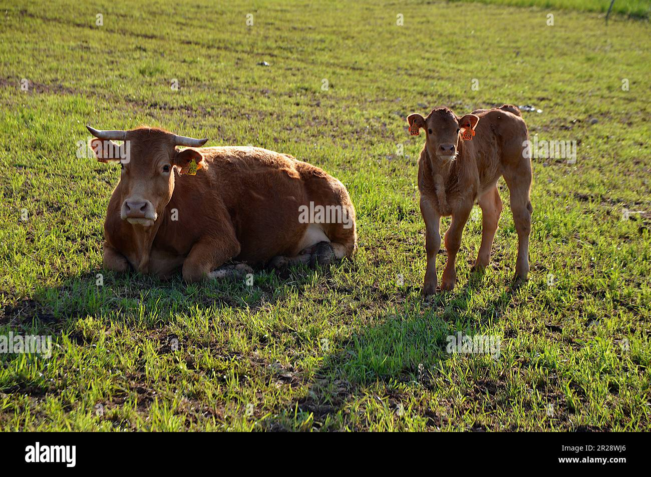 Terneros vaca hi-res stock photography and images - Alamy