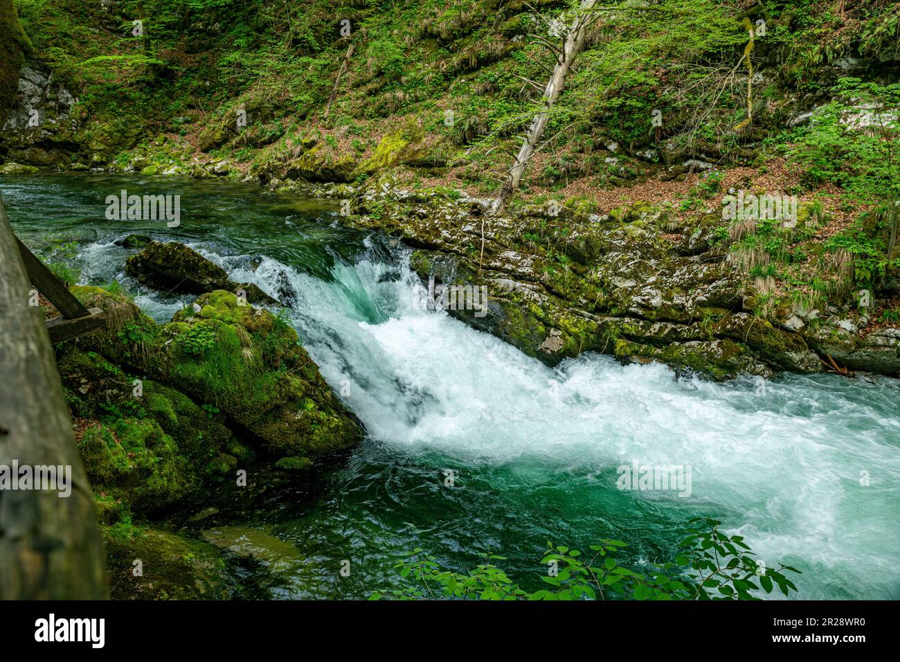 the vintgar gorge in Solvenia, a nature park with waterfalls and green ...
