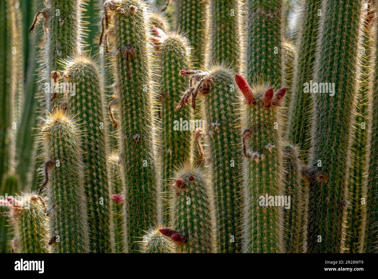 Pink cactus flowers and buds hi-res stock photography and images - Alamy