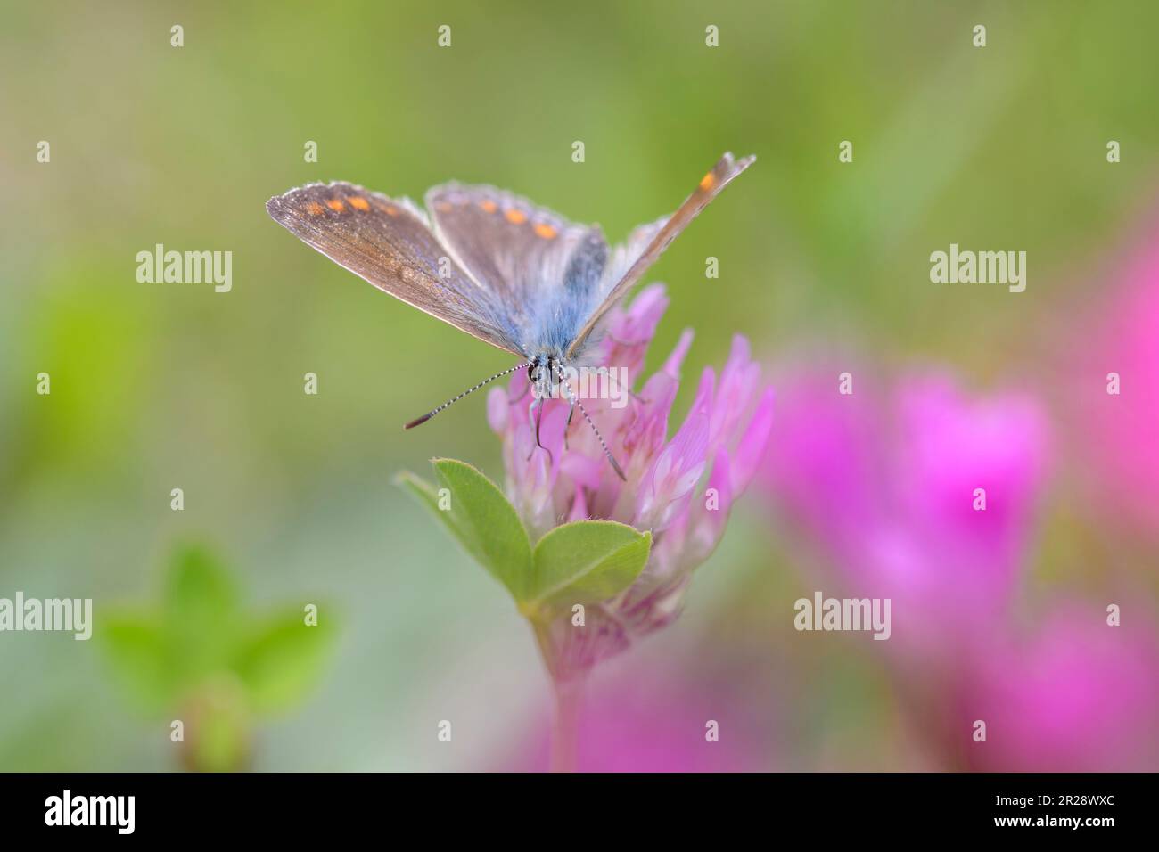 Common blue butterfly or European common blue - Polyommatus icarus ...