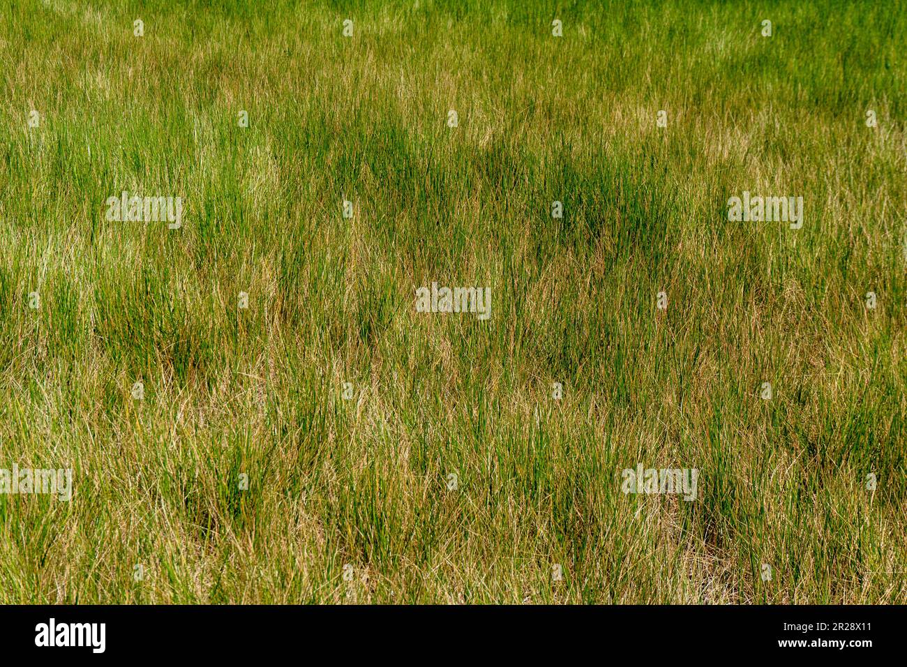 Prairie Grass Texture