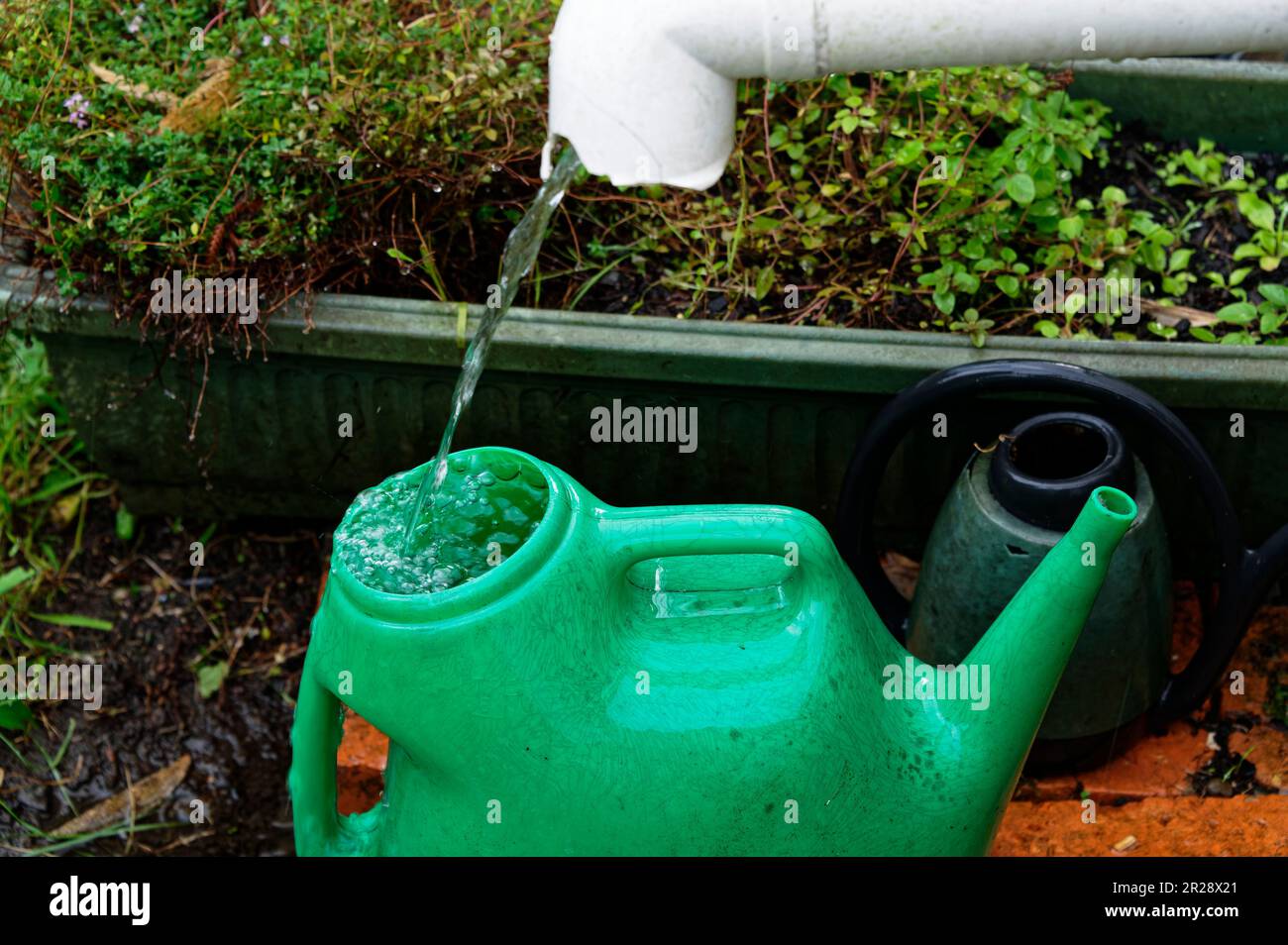 Rain water falls from a spouting into a well placed green plastic ...