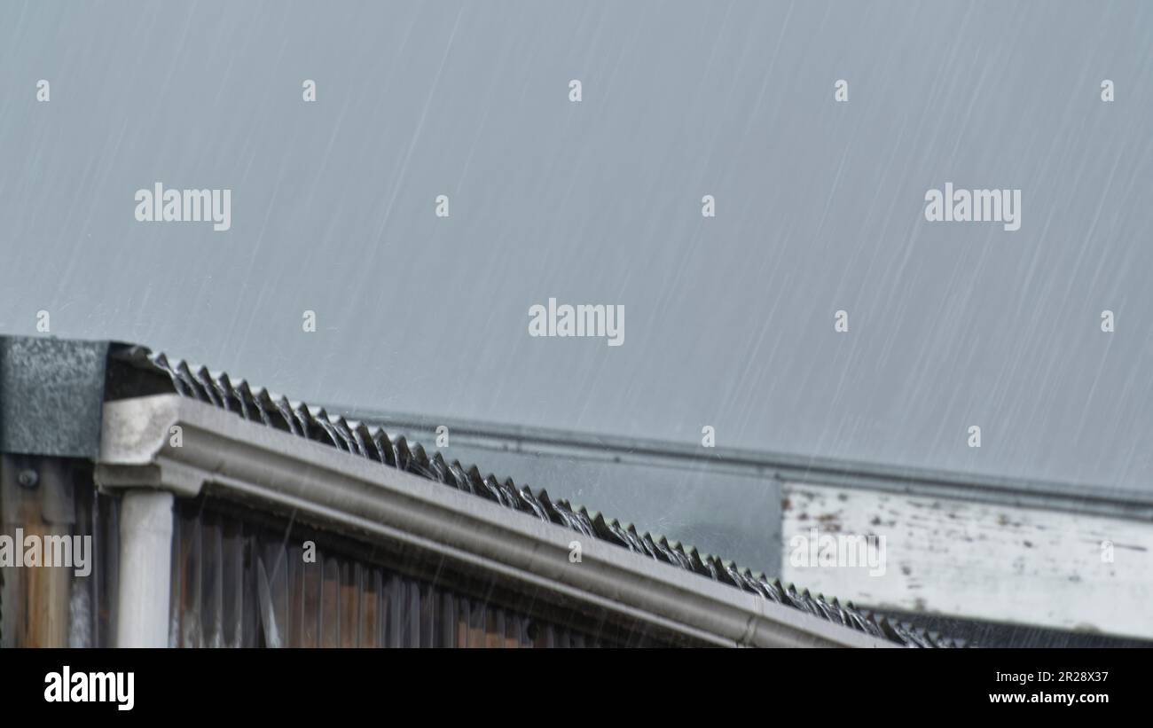 Heavy rain is causing water to stream off a corrugated iron roof into ...