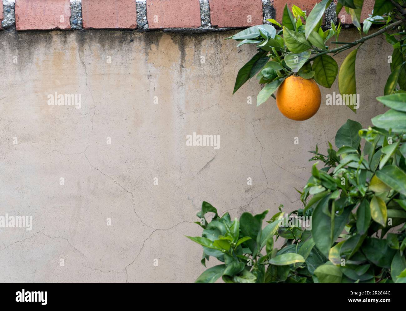 Fruit trees growing against wall hi-res stock photography and images ...