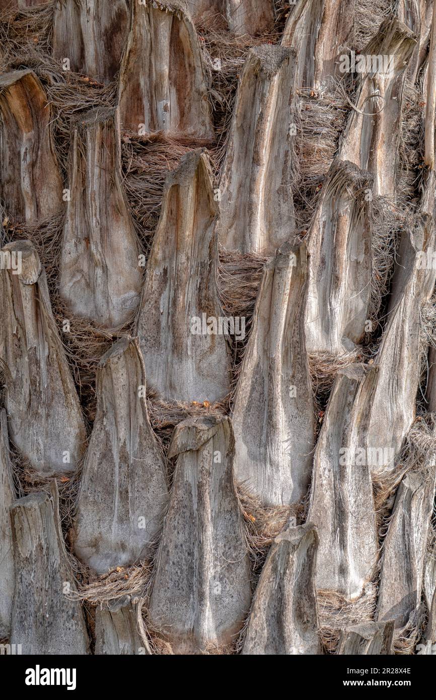 Palm tree body texture Stock Photo - Alamy