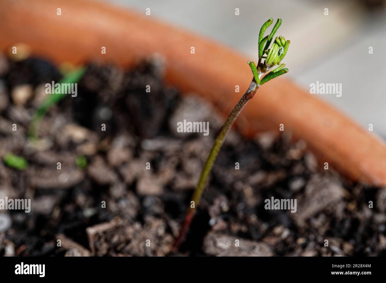 The growth of a new plant has started, it is an oxalis, its tiny ...