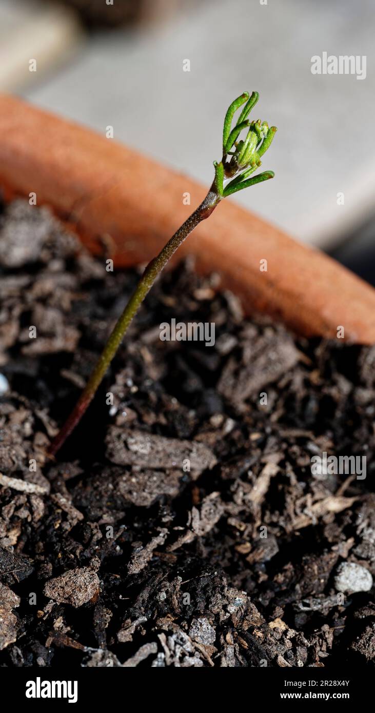 A new shoot has emerged from the soil and is stretching out to the ...