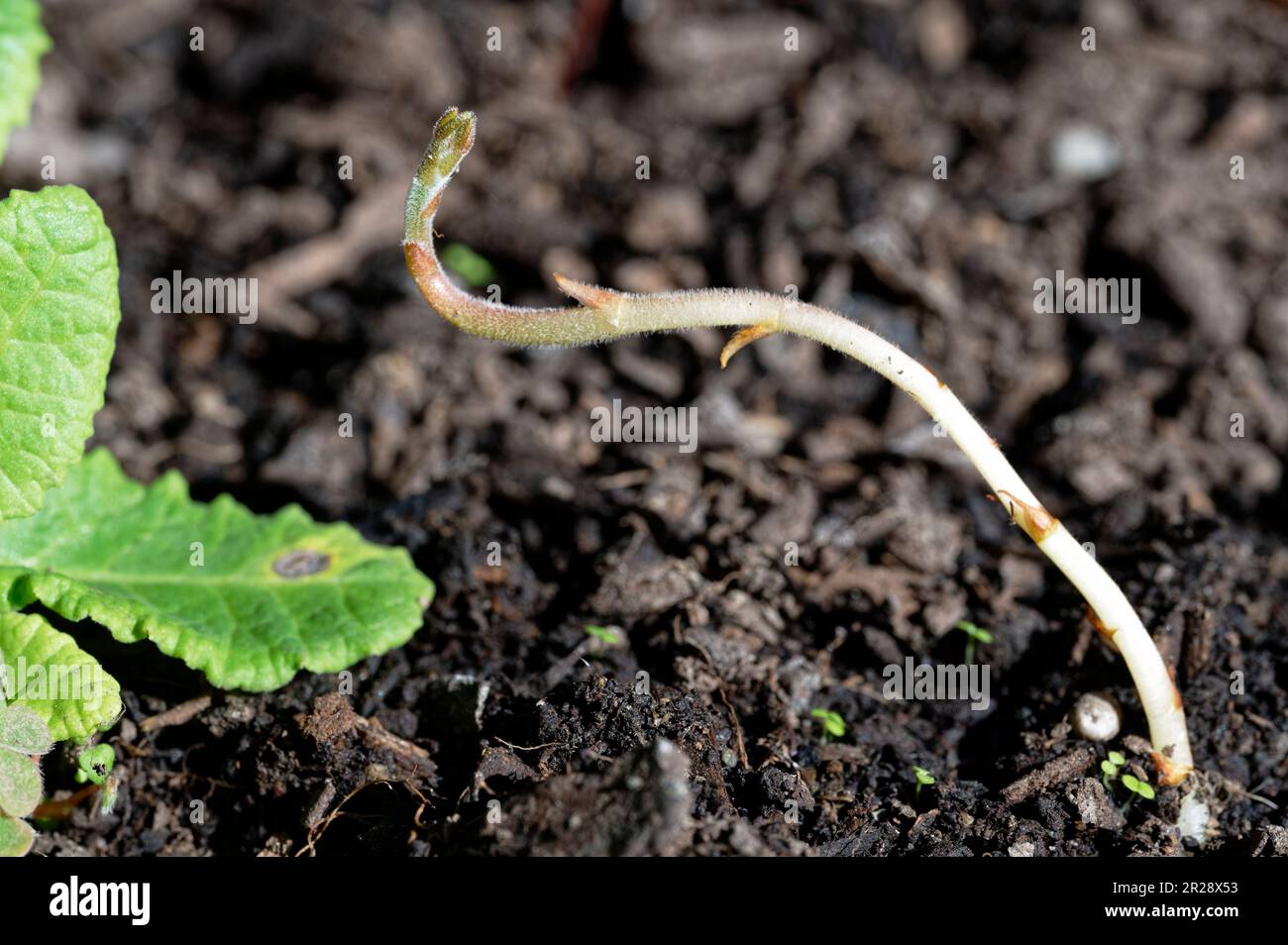 A plant has grown sidewards into the light, it can now start to grow ...