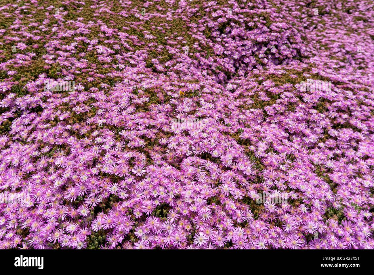 Purple textured flowers hi-res stock photography and images - Alamy