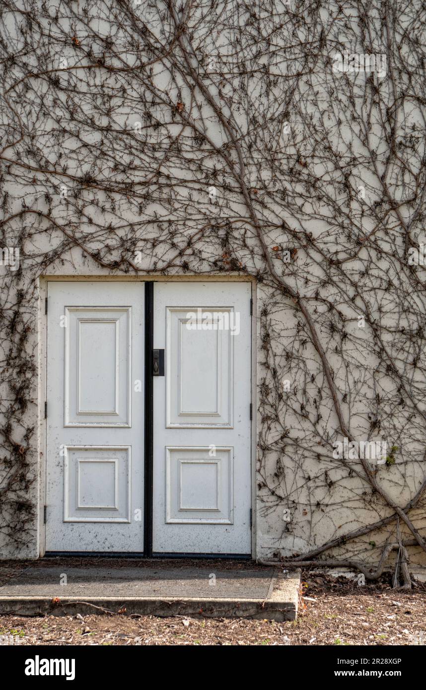White door in vine covered wall Stock Photo - Alamy