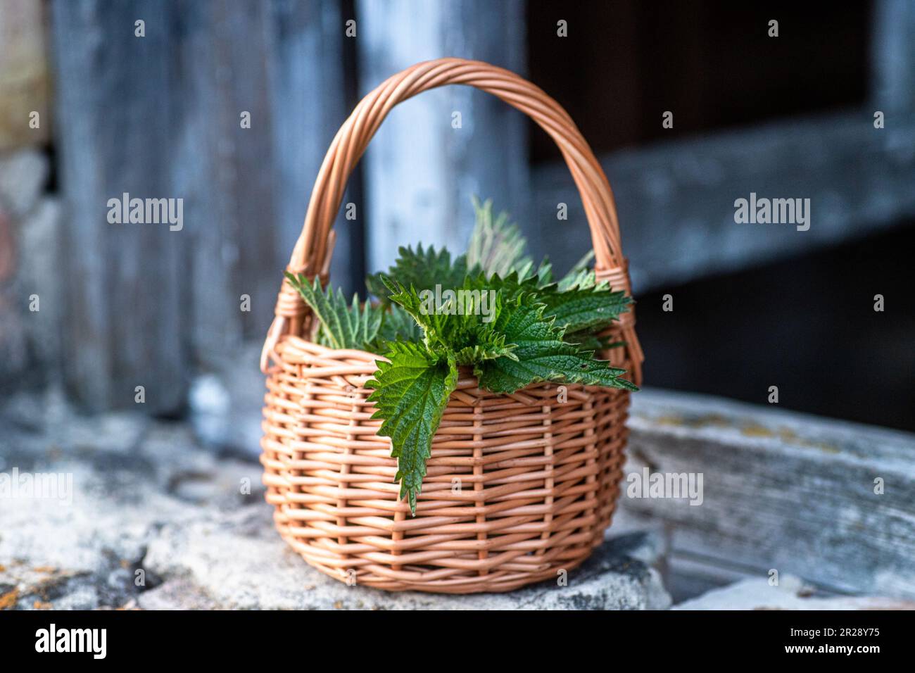 Fresh nettles. Basket with freshly harvested nettle plant. Urtica ...