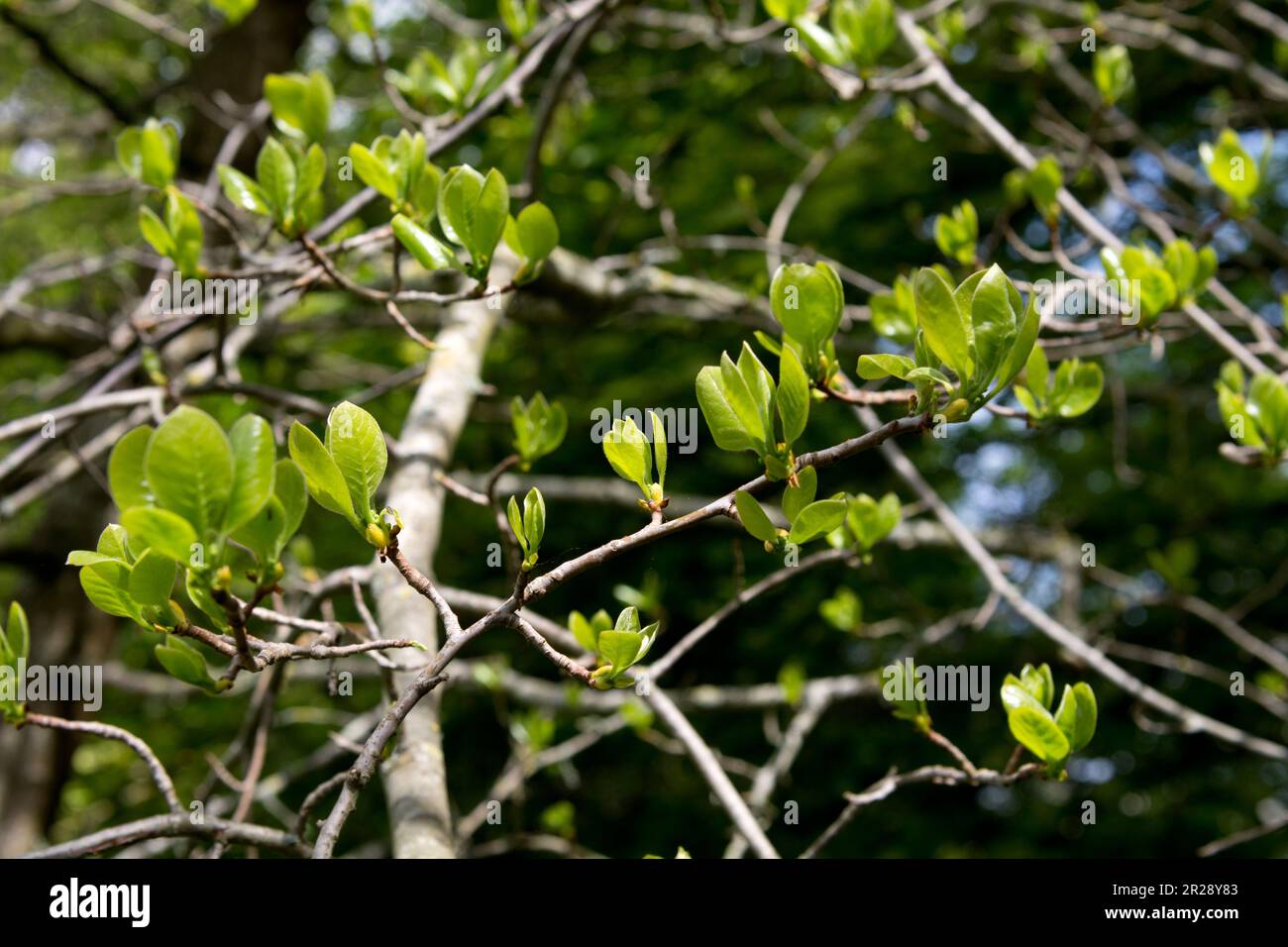 Nyssa sylvatica, foliage in spring Stock Photo - Alamy
