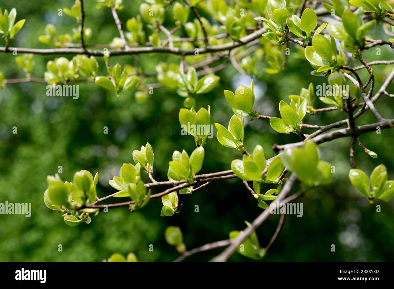 Nyssa sylvatica, foliage in spring Stock Photo - Alamy