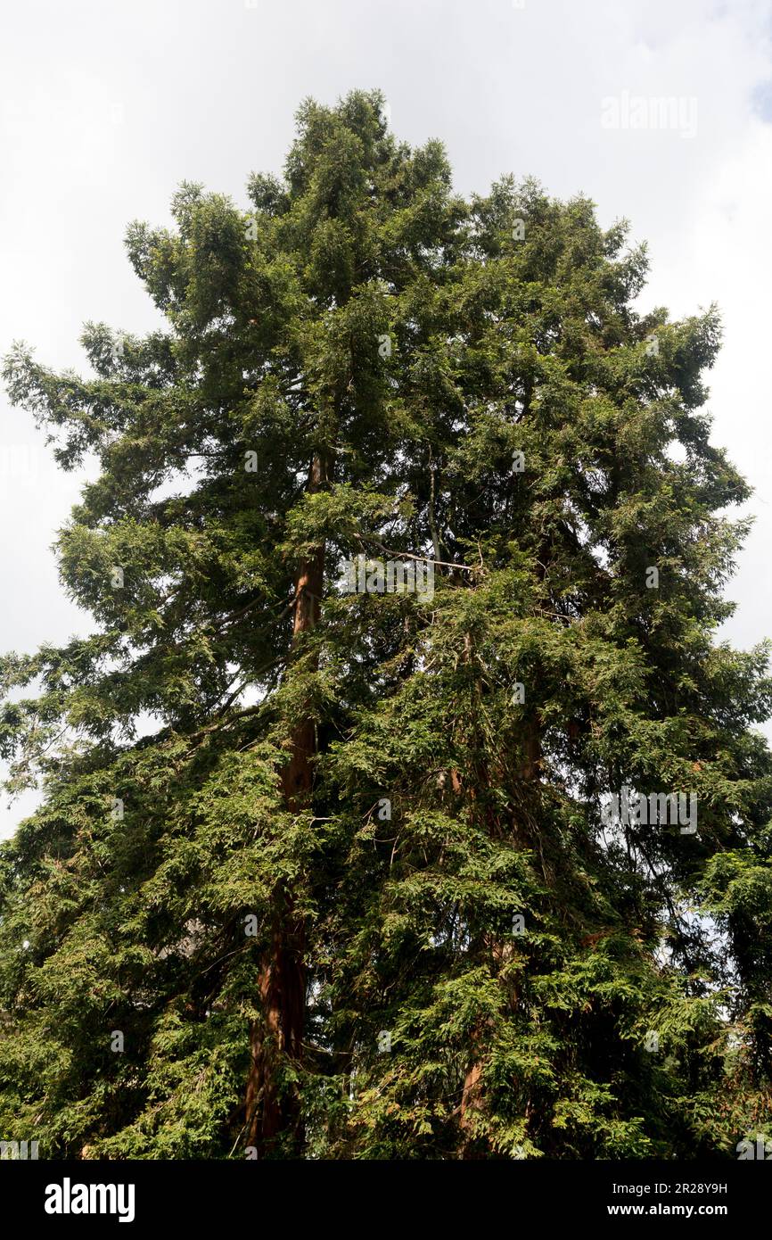 Sequoia sempervirens sequoia sempervirens hi-res stock photography and ...