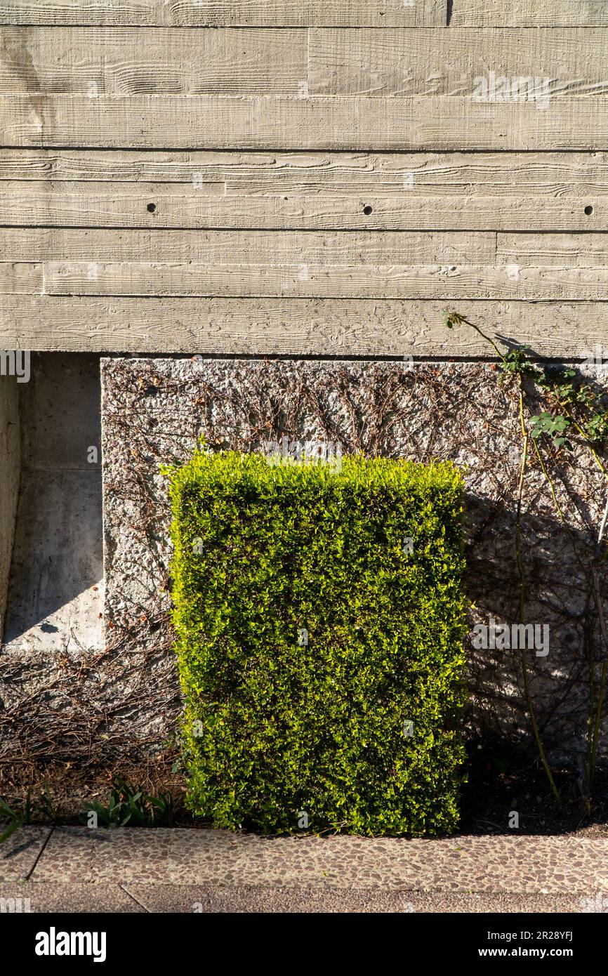 A square trimmed bush against the wall. Summer time and sunny Stock ...