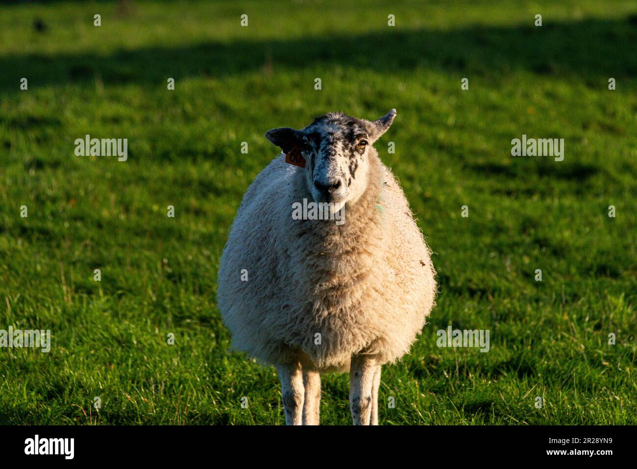 Looking down the lens hi-res stock photography and images - Alamy