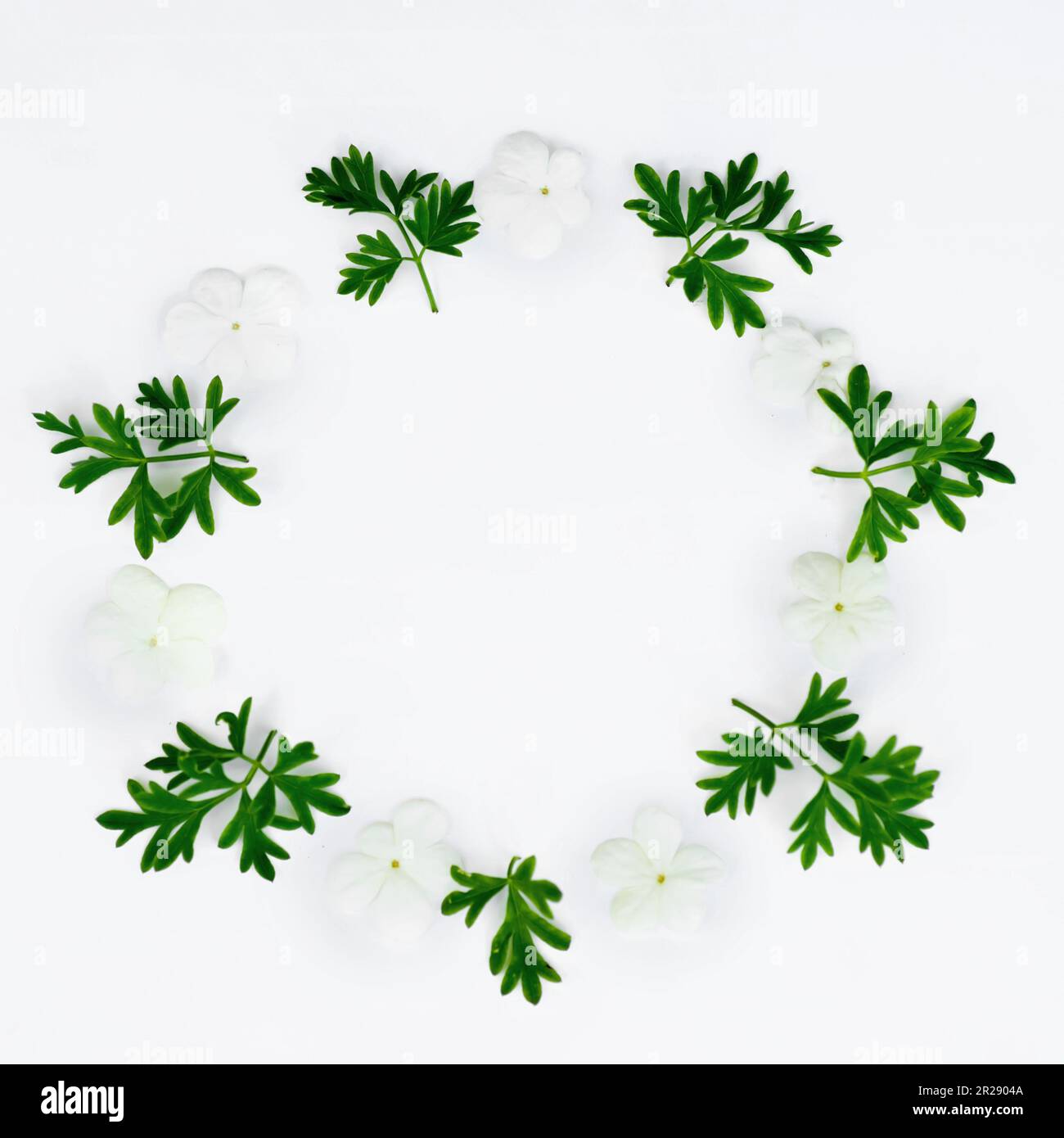 Ruta graveolens, Round frame with flower viburnum and green leaves L ...