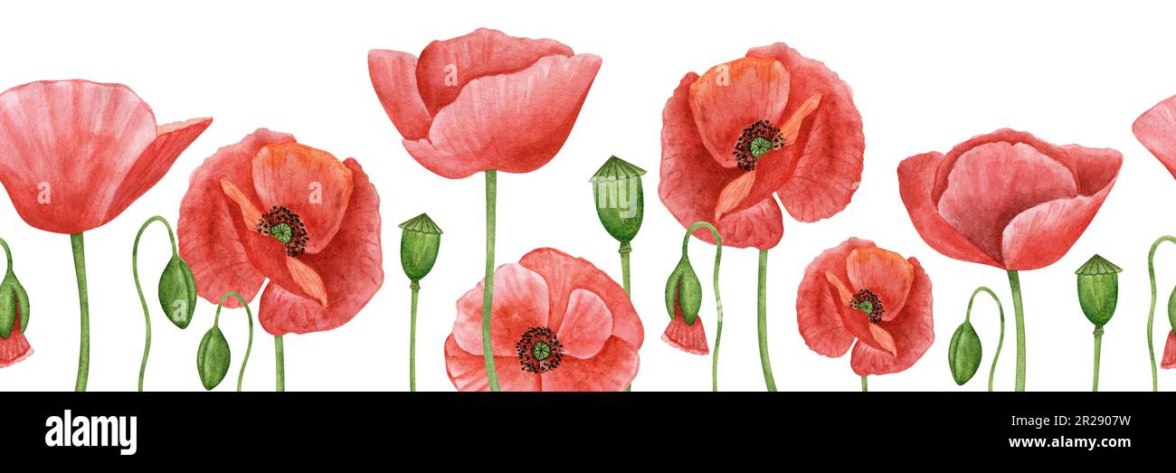 Poppy flower rustic meadow seamless border patter design. Botanical ...