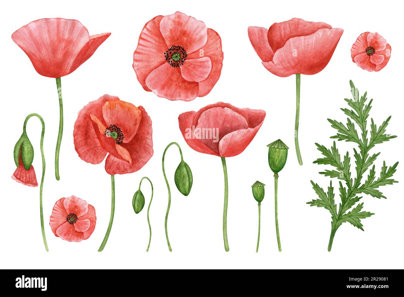 Poppy flowers hand drawn watercolor botanical set. Flower clipart ...