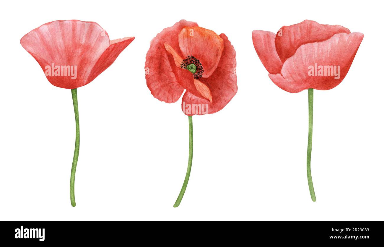 Poppy flowers hand drawn watercolor botanical set. Flower clipart ...
