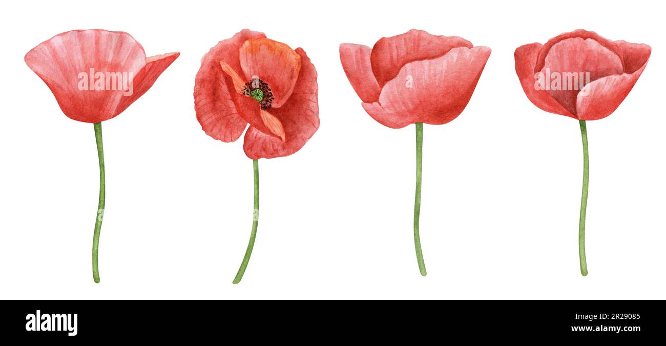 Poppy flowers hand drawn watercolor botanical set. Flower clipart ...