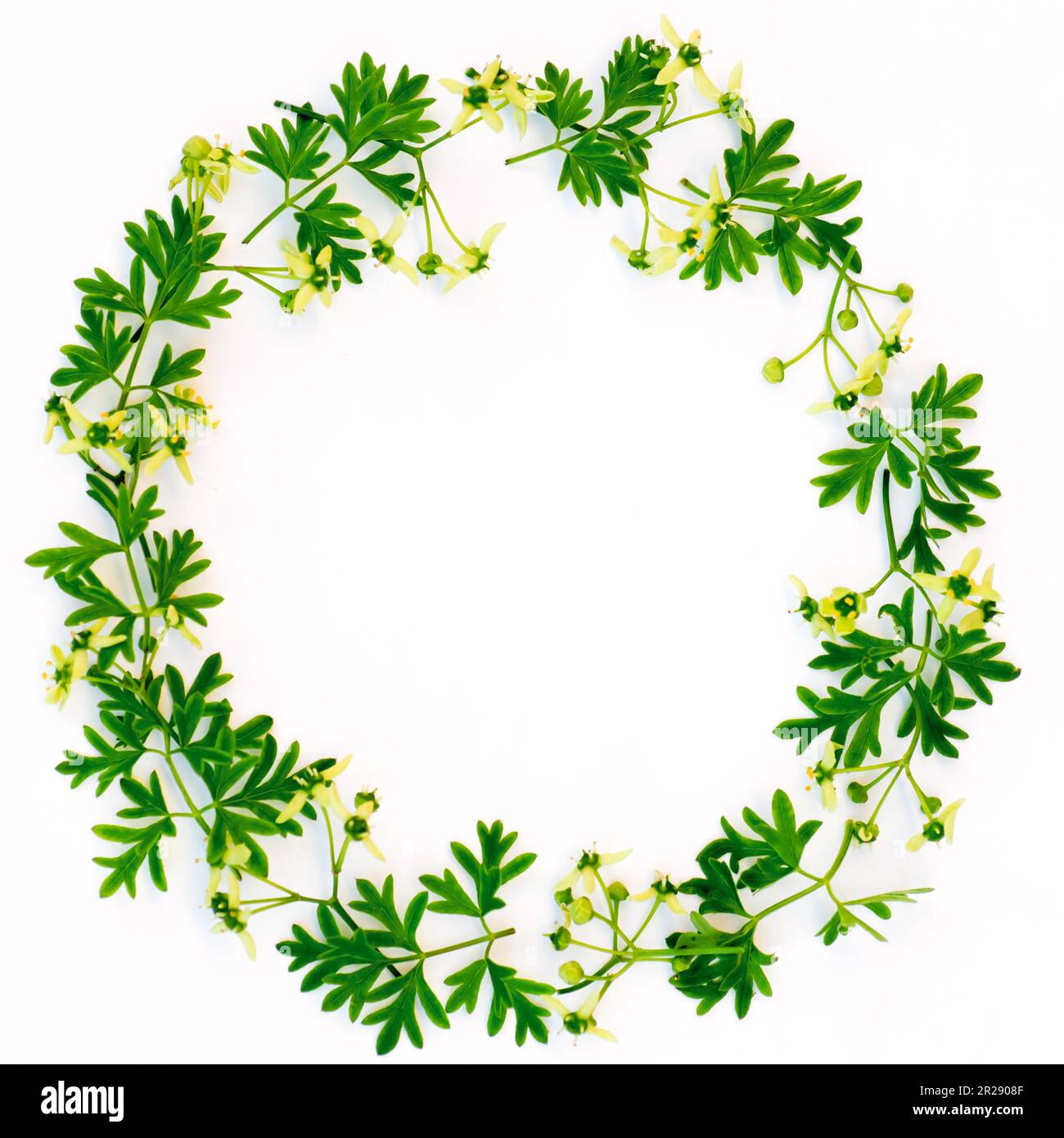 Ruta graveolens, Round frame with fresh flower and green leaves L ...