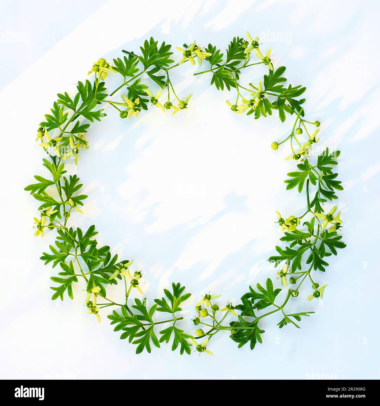 Ruta graveolens, Round frame with fresh flower and green leaves L ...